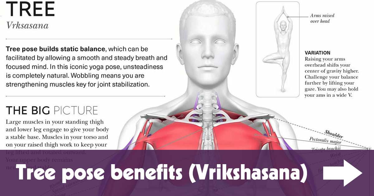 Tree Pose Benefits (Vrikshasana)